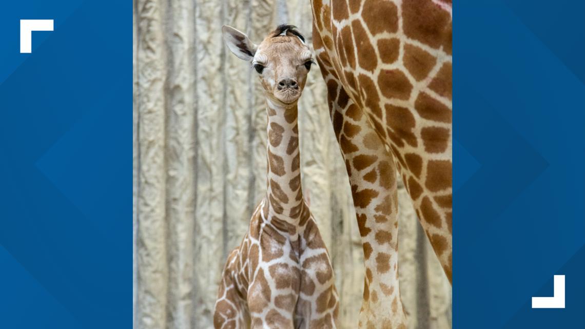 Baby giraffe born at Denver Zoo: See the cute first photos | 9news.com