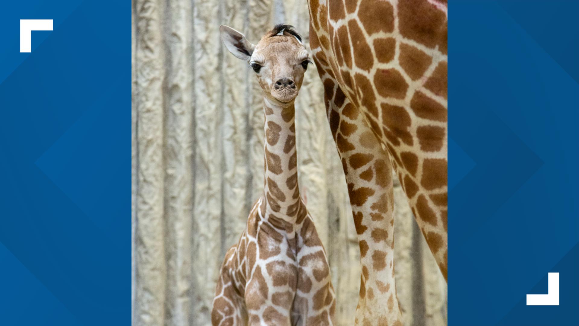 Baby giraffe born at Denver Zoo: See the cute first photos | 9news.com