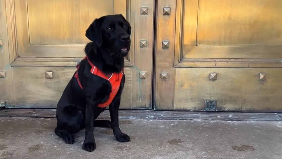 Peaches is Denver Fire's newest accelerant detecting K9 dog | 9news.com