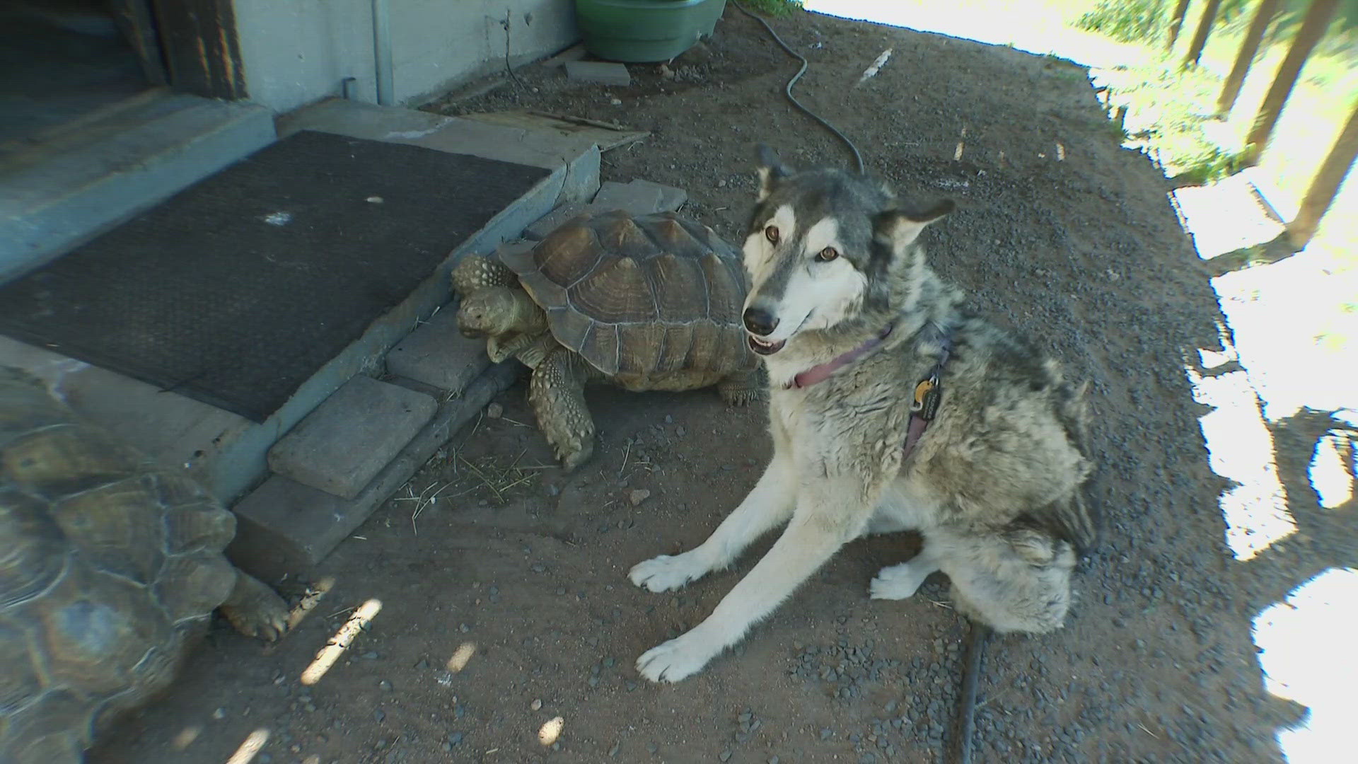 Animal sanctuary owner believes utility poles are leaking toxic ...