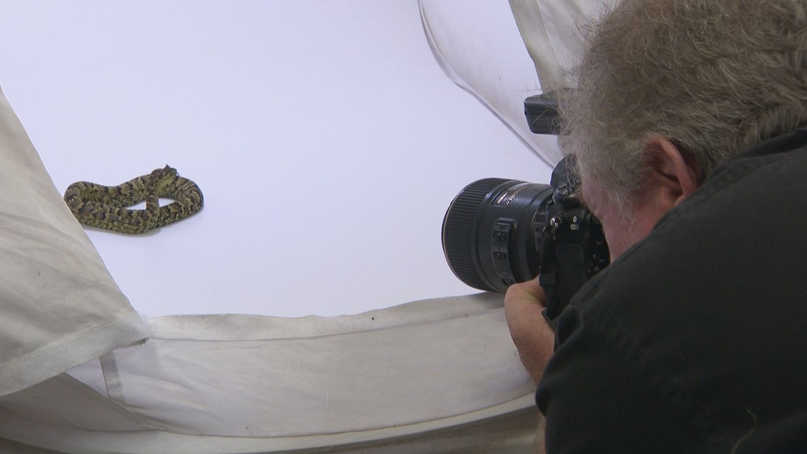 Joe Sartore photographs Denver Zoo animals for Photo Ark | 9news.com