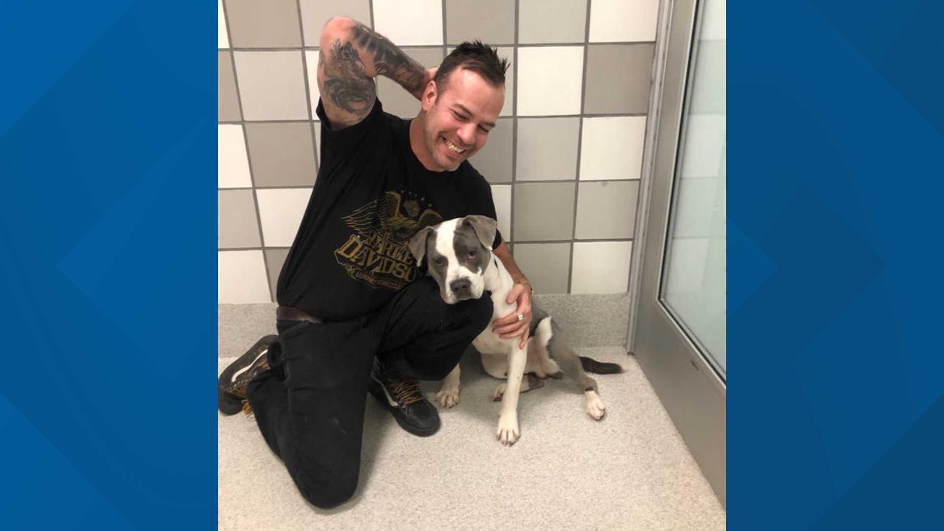 40% off adoption special on dogs at Dumb Friends League | 9news.com