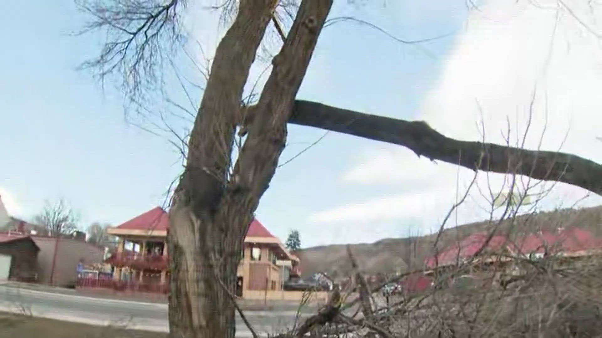 Trees damaged by winds in Lyons | 9news.com