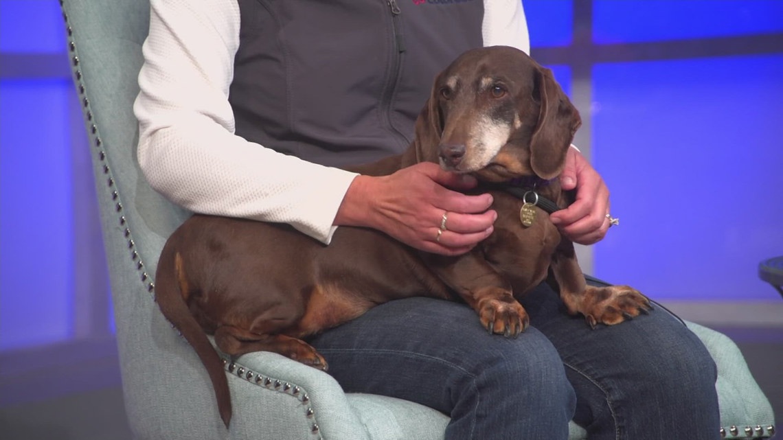 Humane Colorado seeks forever home for 9-year-old senior dog Corporal ...