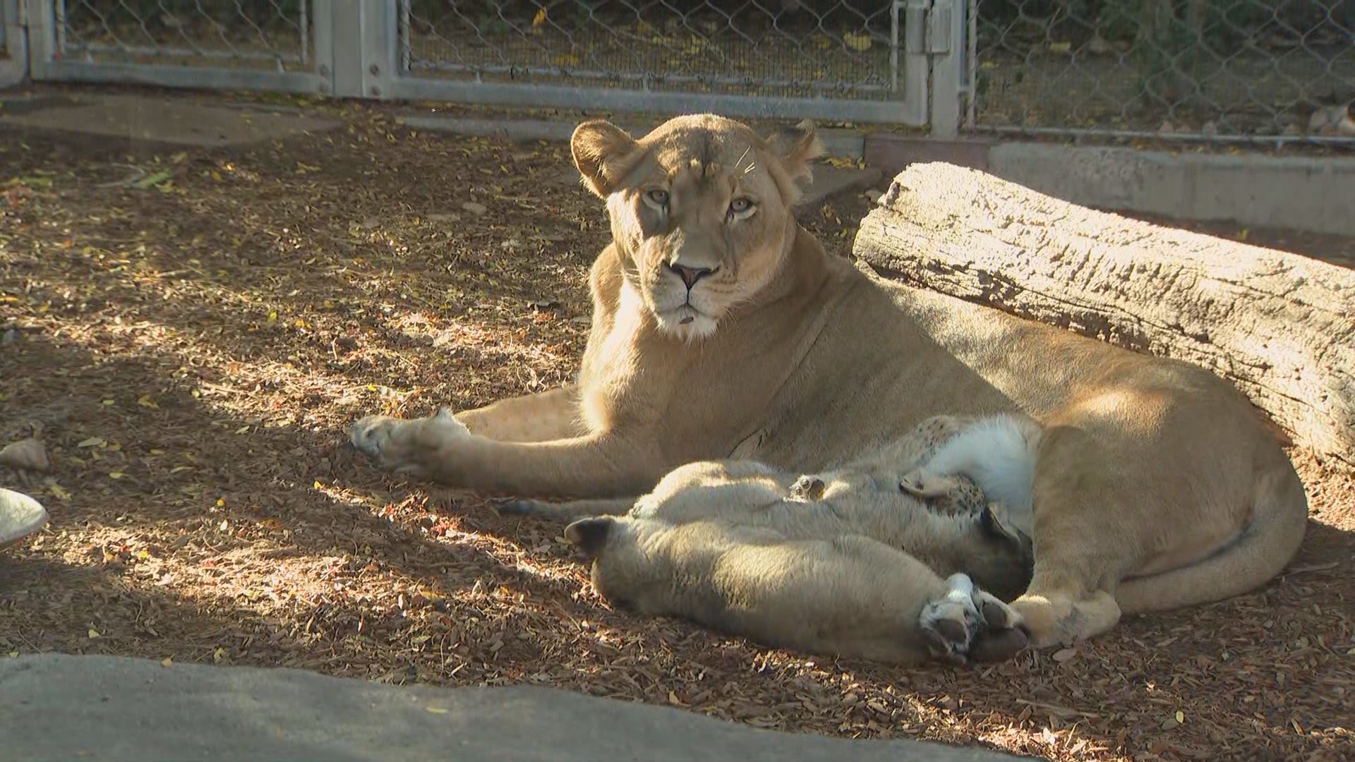 Denver Zoo's baby lion cubs make their debut: Live look at the new cubs ...
