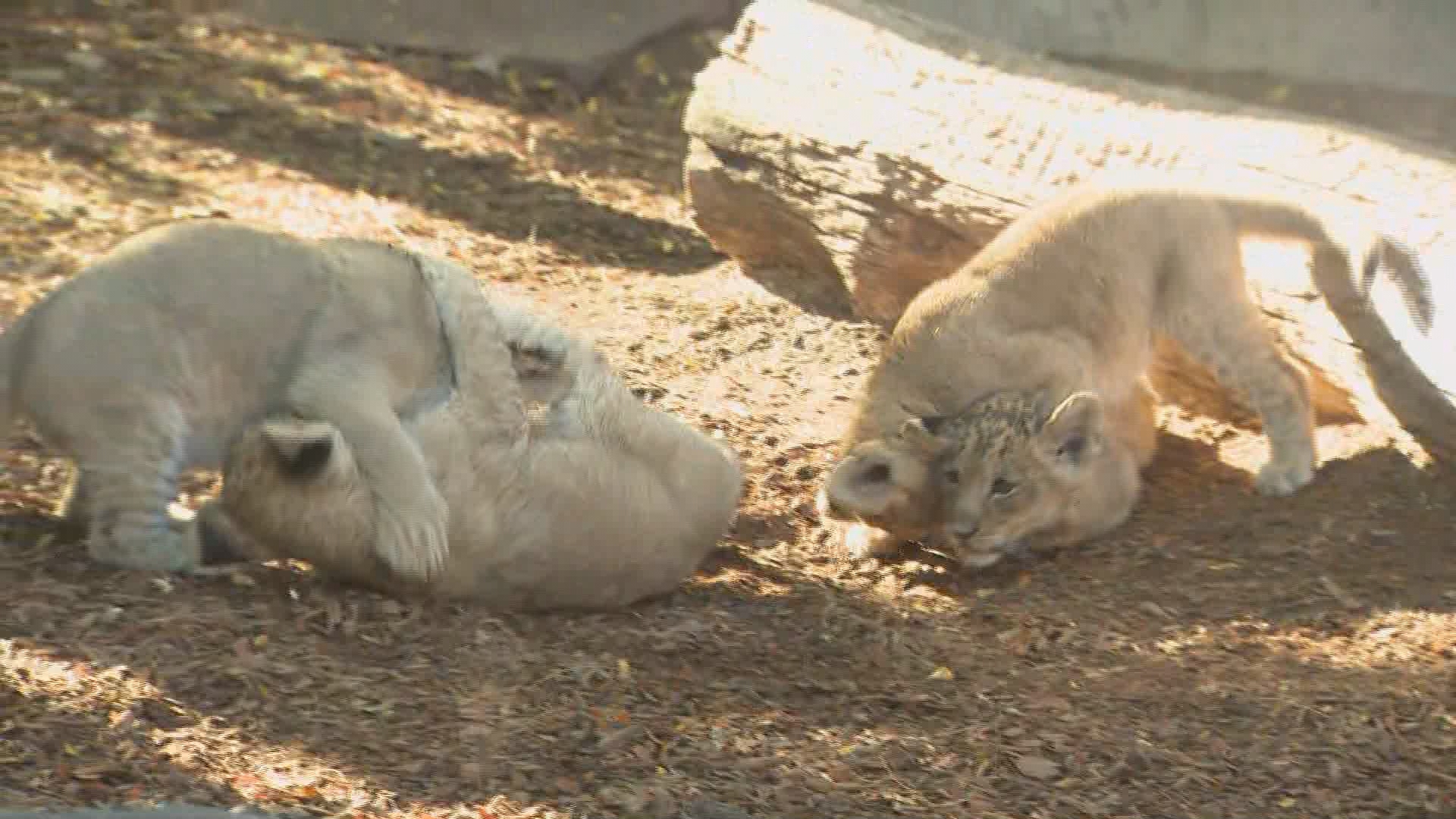 Denver Zoo's baby lion cubs make their debut: Live look at the new cubs ...