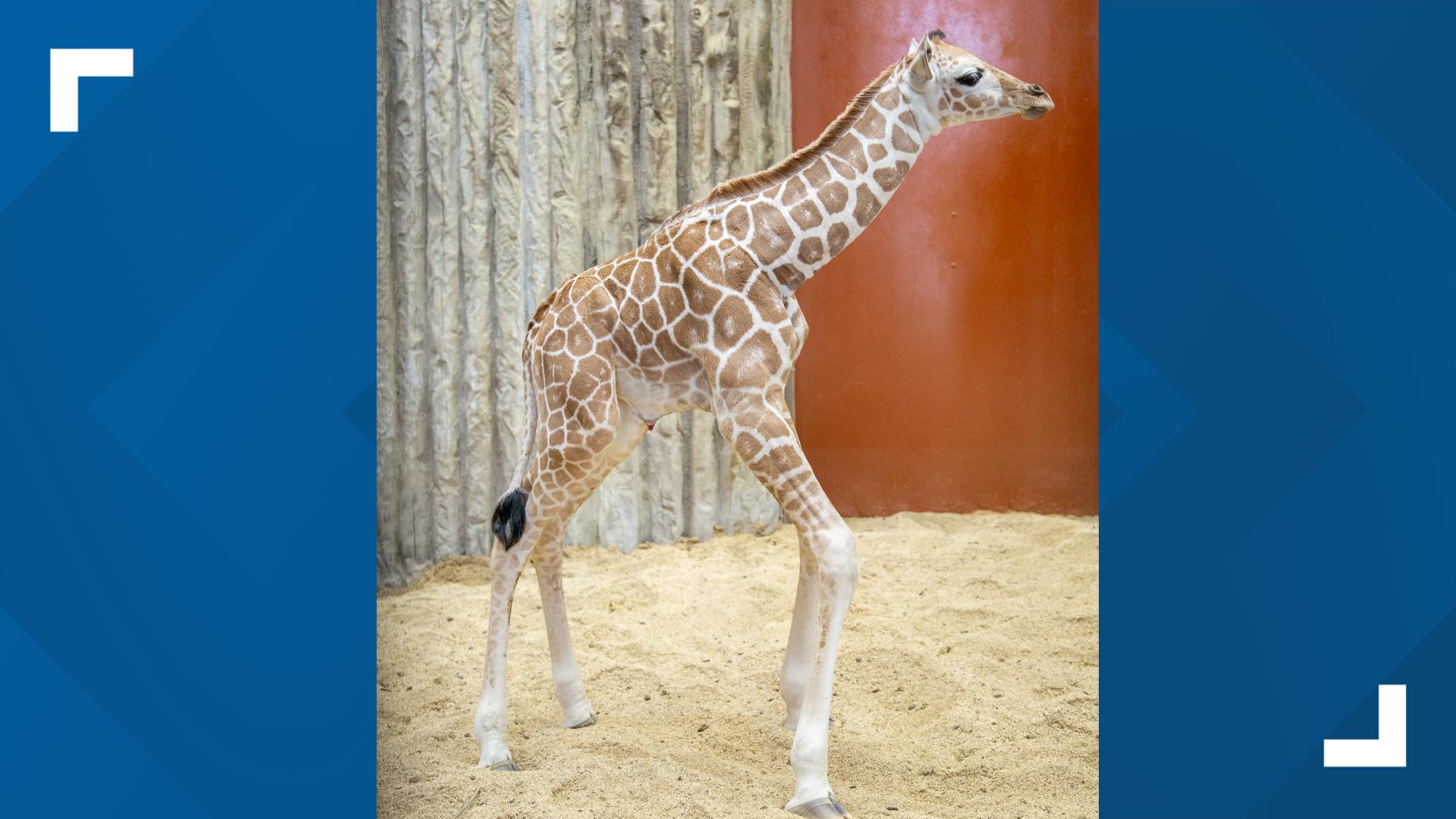 Baby giraffe born at Denver Zoo: See the cute first photos | 9news.com
