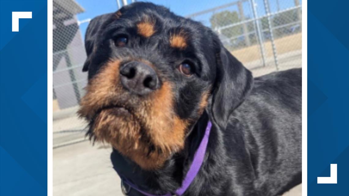 Denver Animal Shelter offering holiday adoption deal | 9news.com