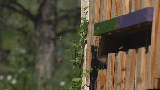Bee huts connect humans and honeybees at Colorado ranch | 9news.com