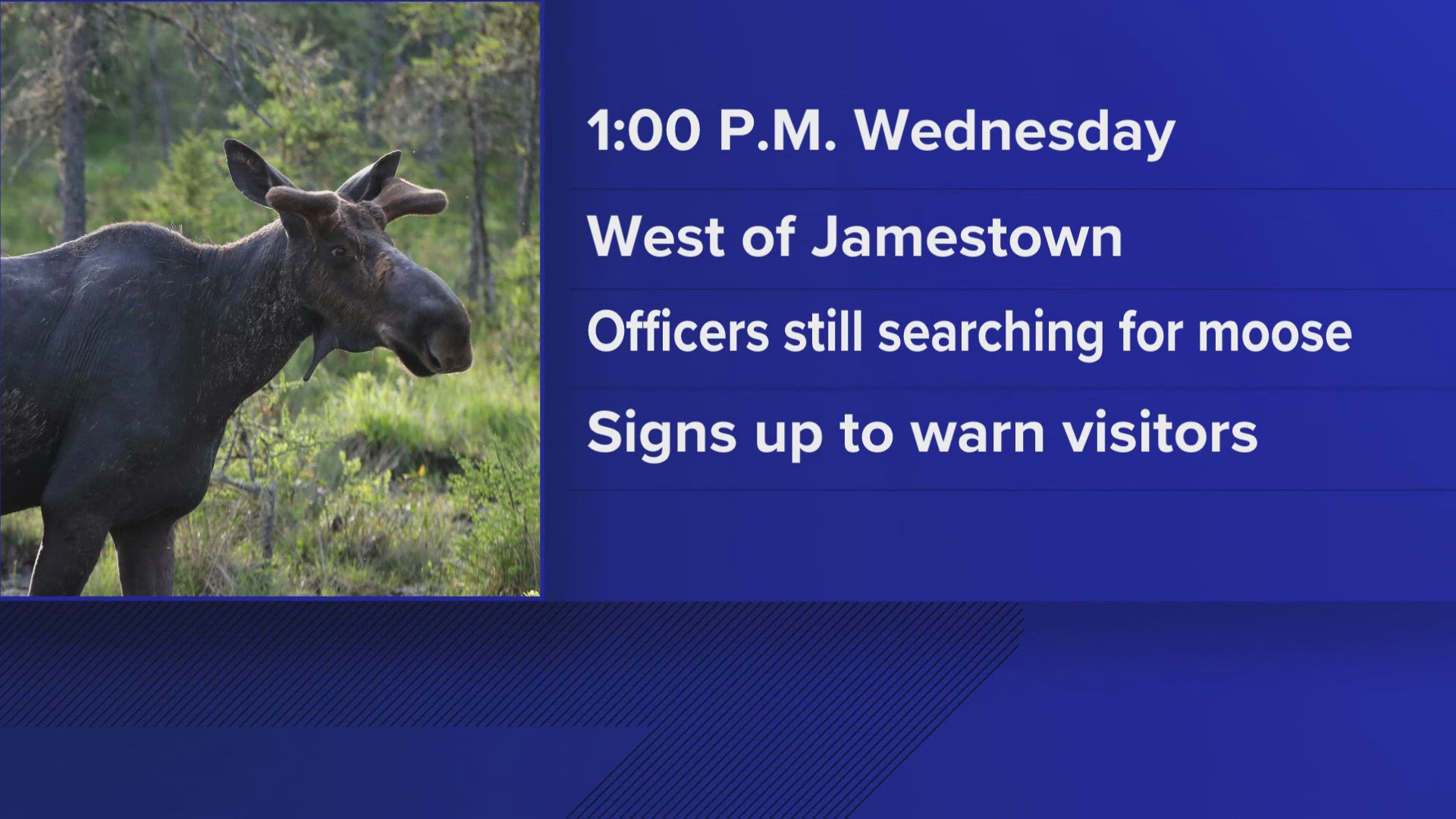 Woman stomped by moose in Boulder County | 9news.com