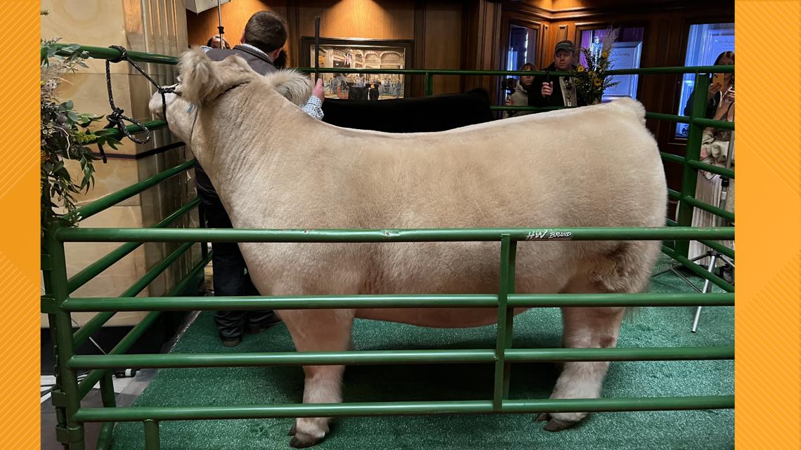 National Western Stock Show ends 2024 show with top-10 attendance ...