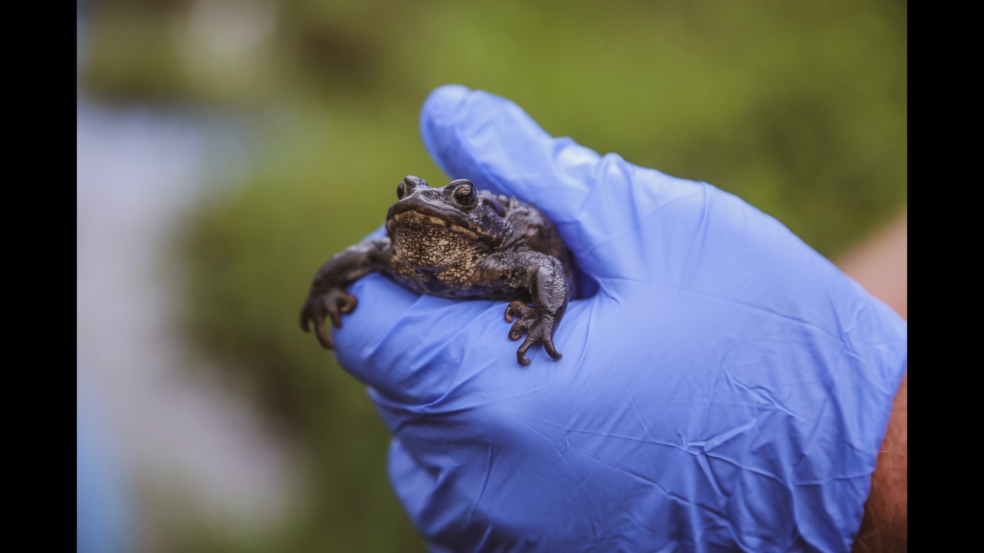 Endangered boreal toad tadpoles released into wild by Denver Zoo ...
