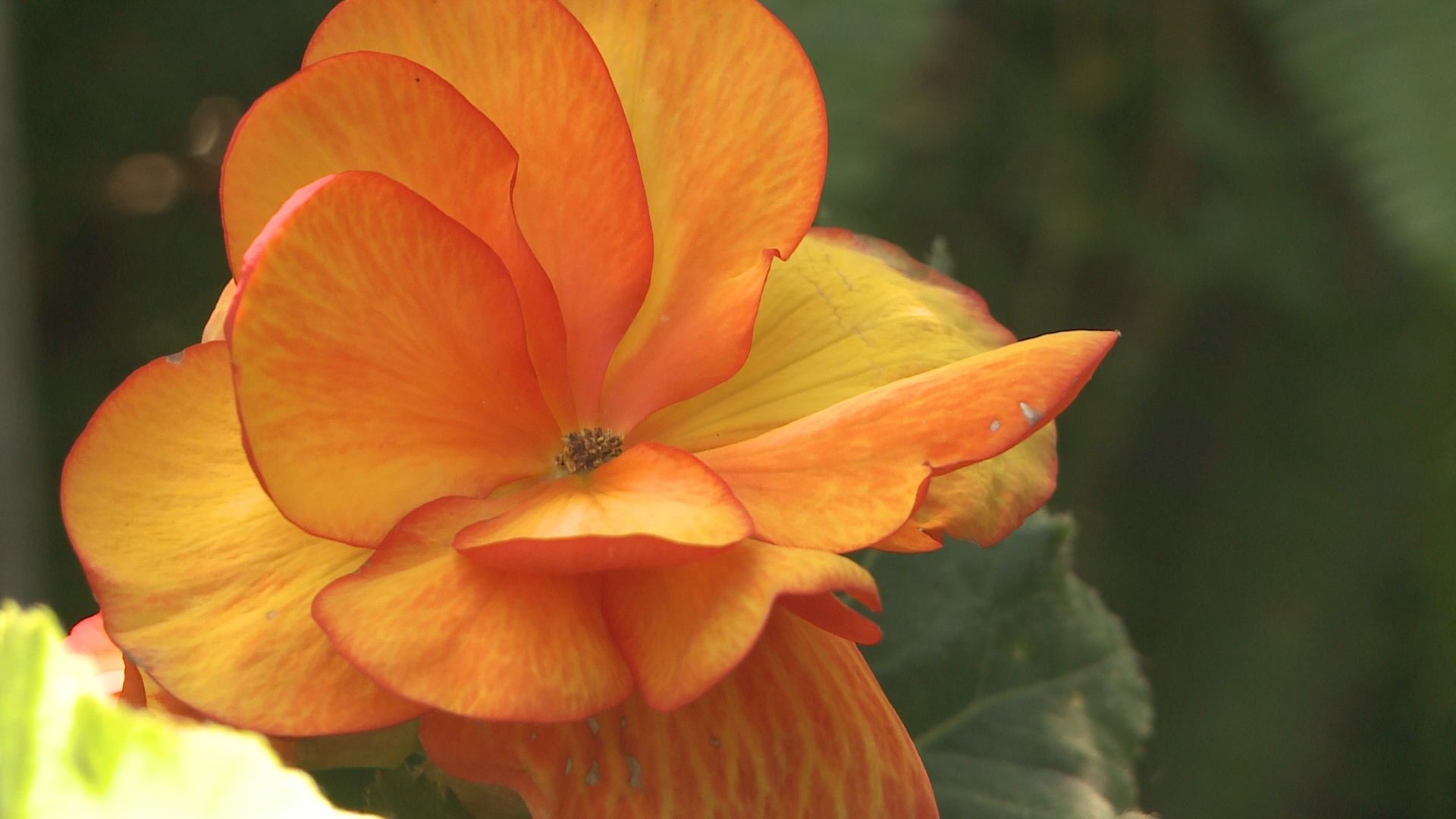 Proctor's Garden: Growing begonias in Colorado | 9news.com