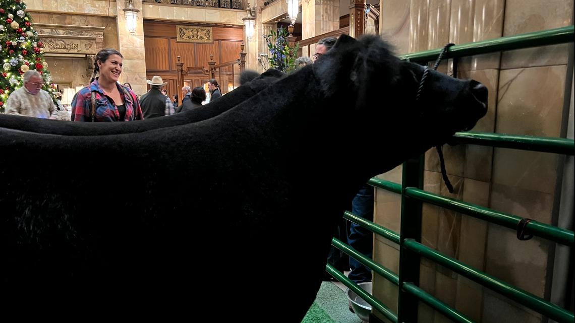 Brown Palace hotel hosts grand champion steers of 2025 Stock Show ...
