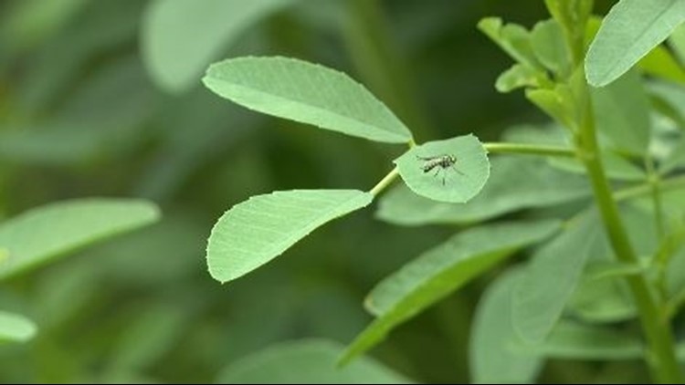 1st human case of West Nile virus reported in Jefferson County | 9news.com