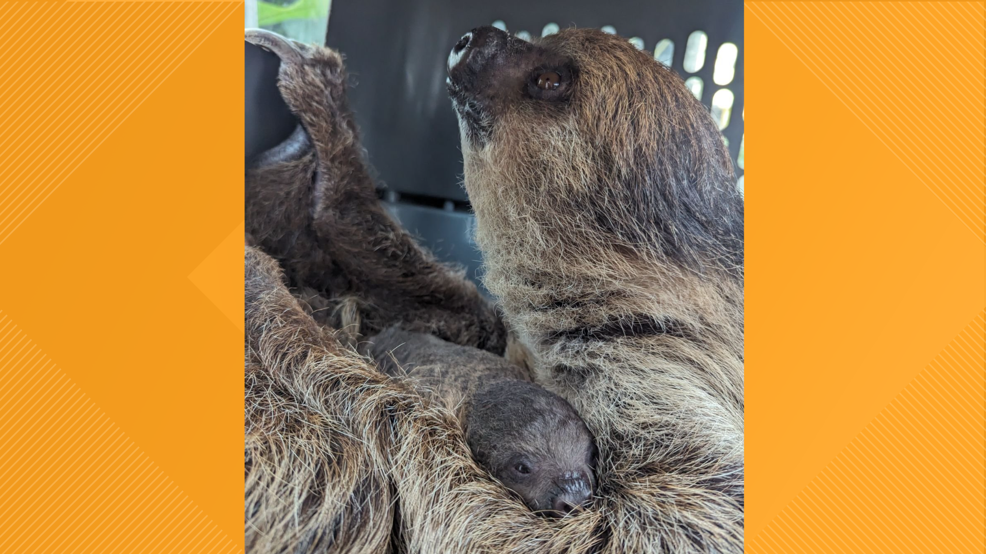 Sloth parents welcome 4th pup at Denver Zoo | 9news.com