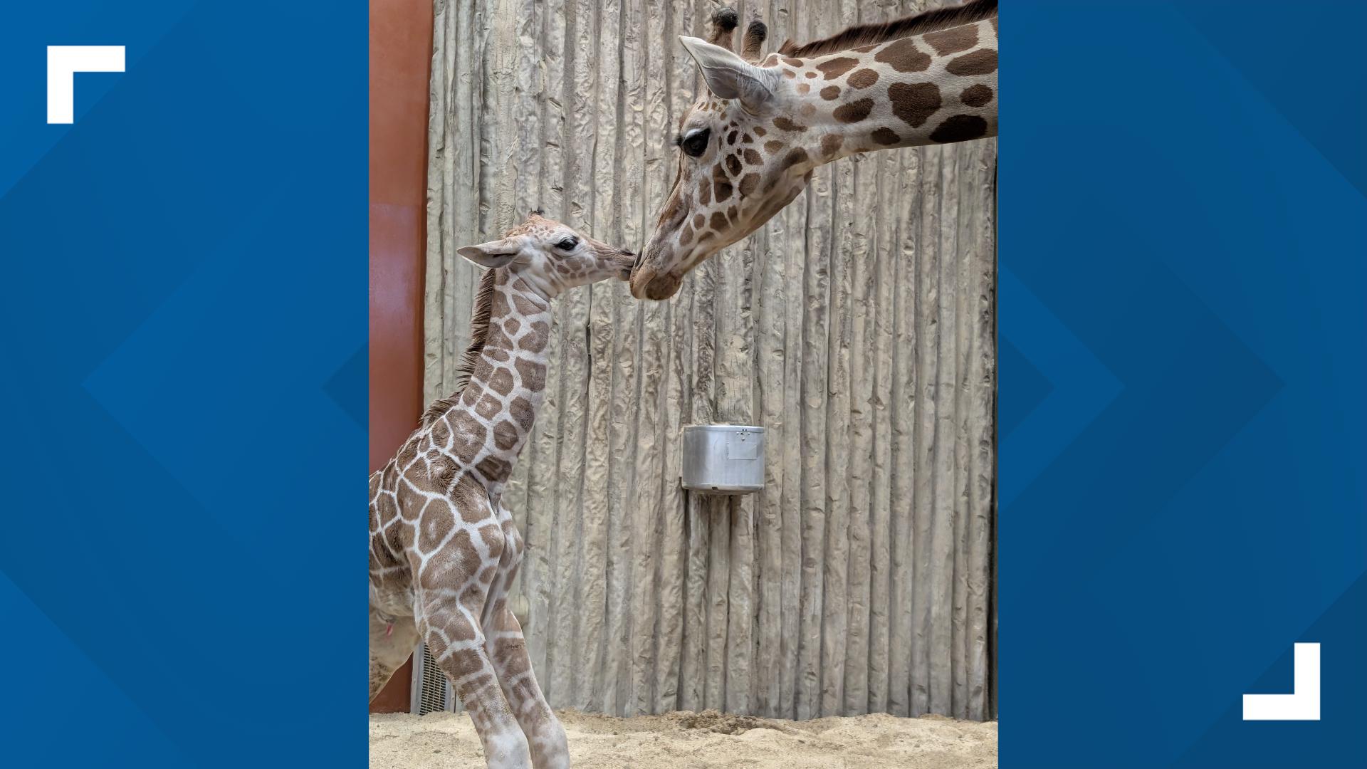 Baby giraffe born at Denver Zoo: See the cute first photos | 9news.com