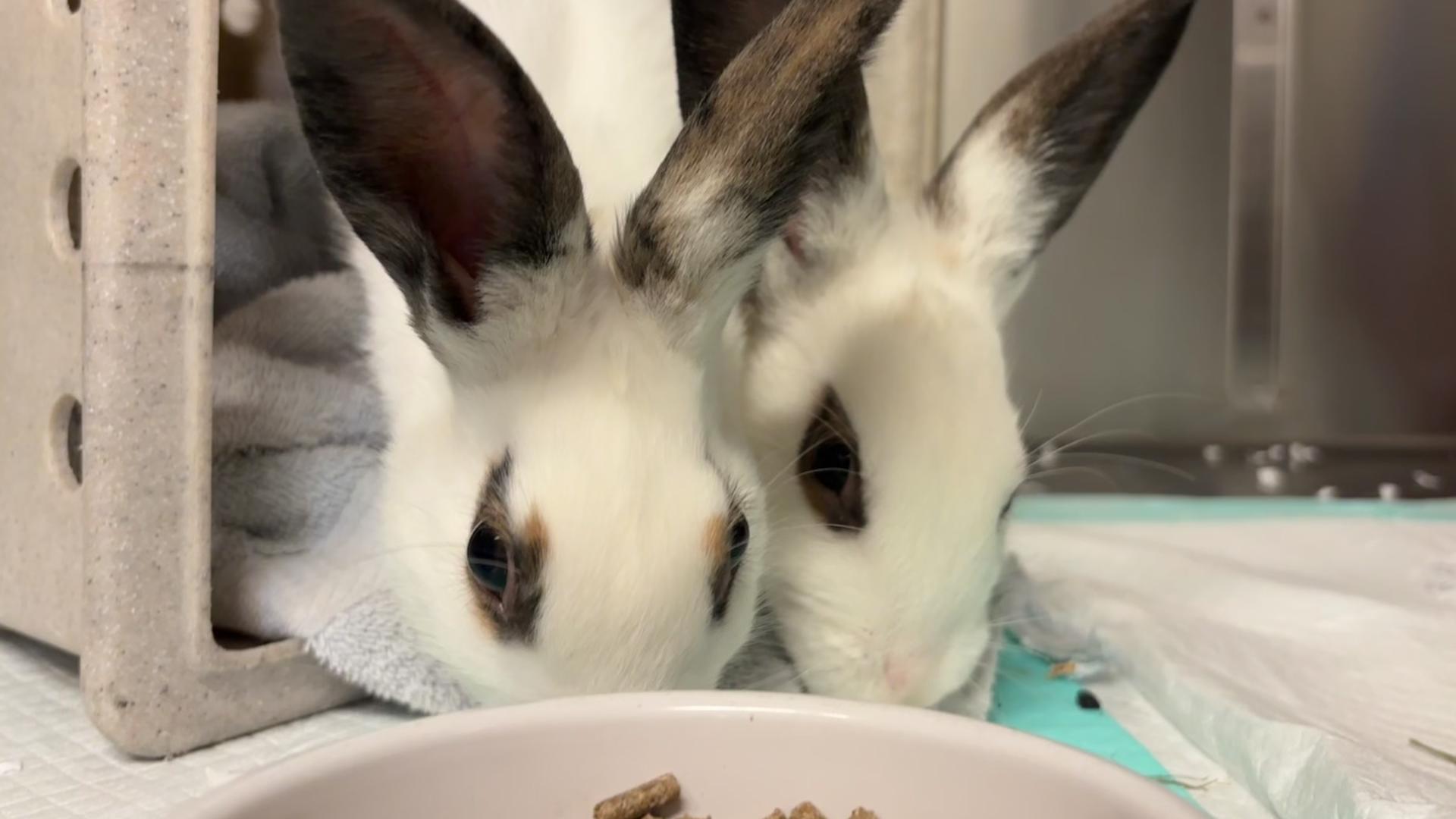 Pet rabbits found near Westminster intersection | 9news.com