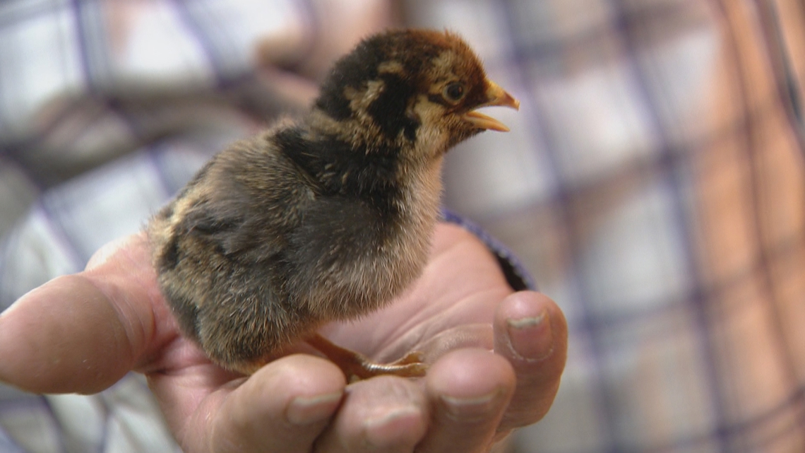 Chick sales soar at feed stores amid high egg prices | 9news.com