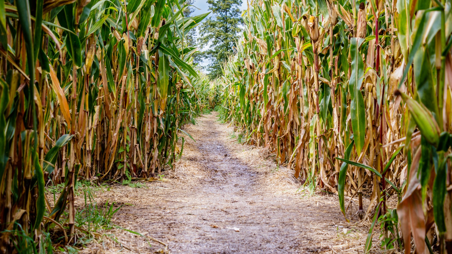 Colorado farm has huge corn maze for 25th anniversary | 9news.com
