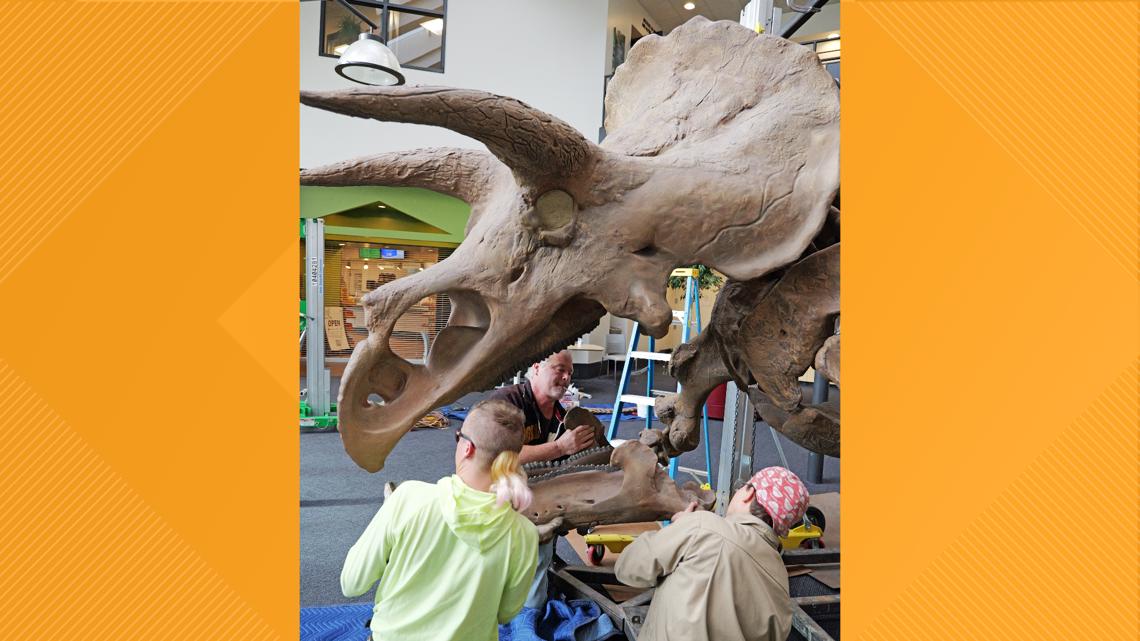 Full-scale Triceratops replica skeleton arrives at CU Boulder | 9news.com