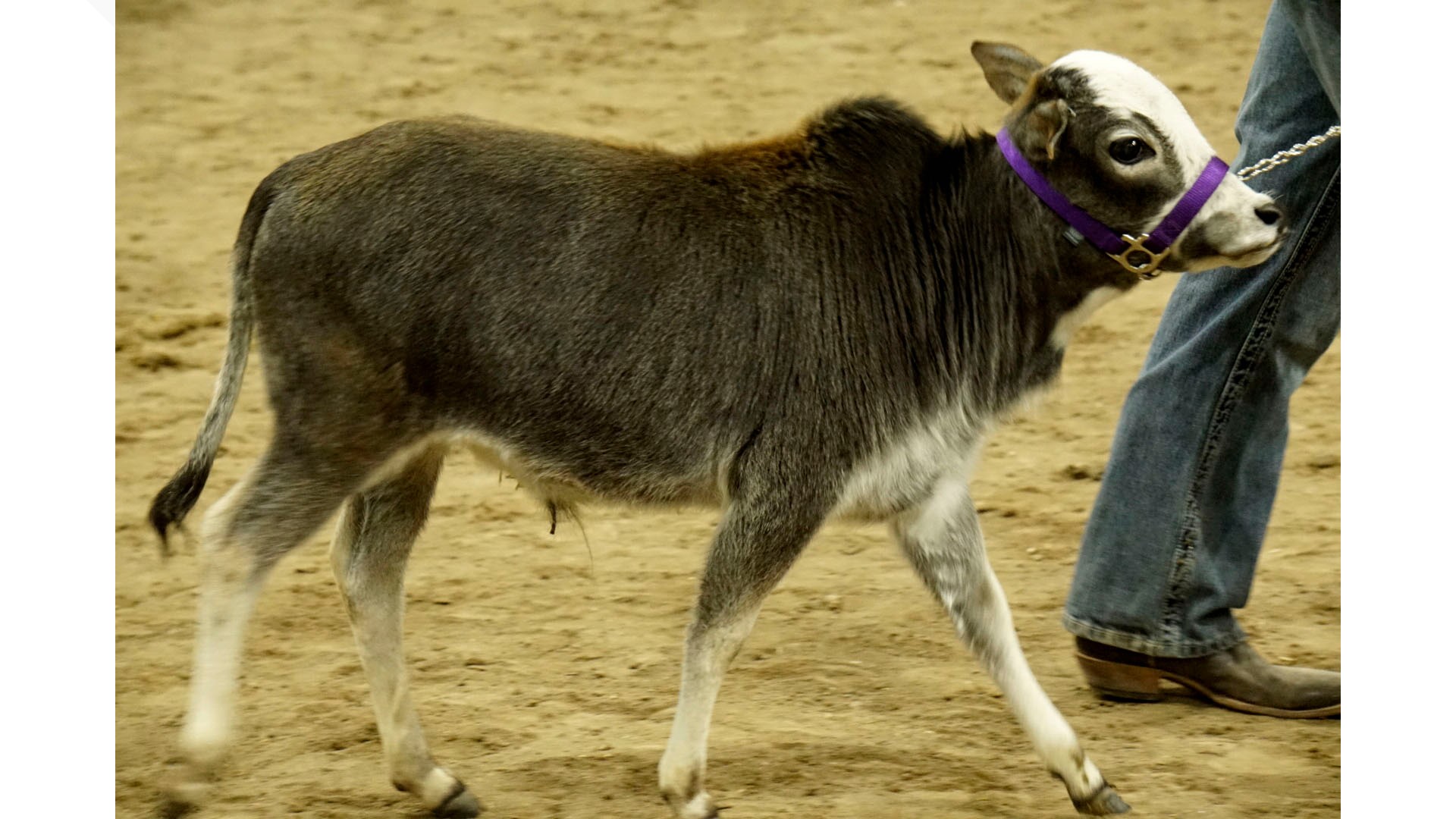 National Western Stock Show second-highest attendance ever 2020 | 9news.com