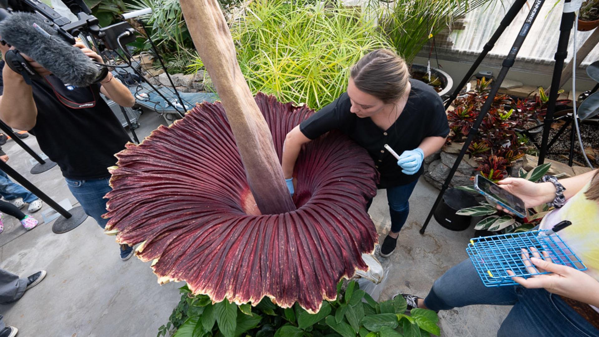 Rare corpse flower blooms for first time in Colorado | 9news.com