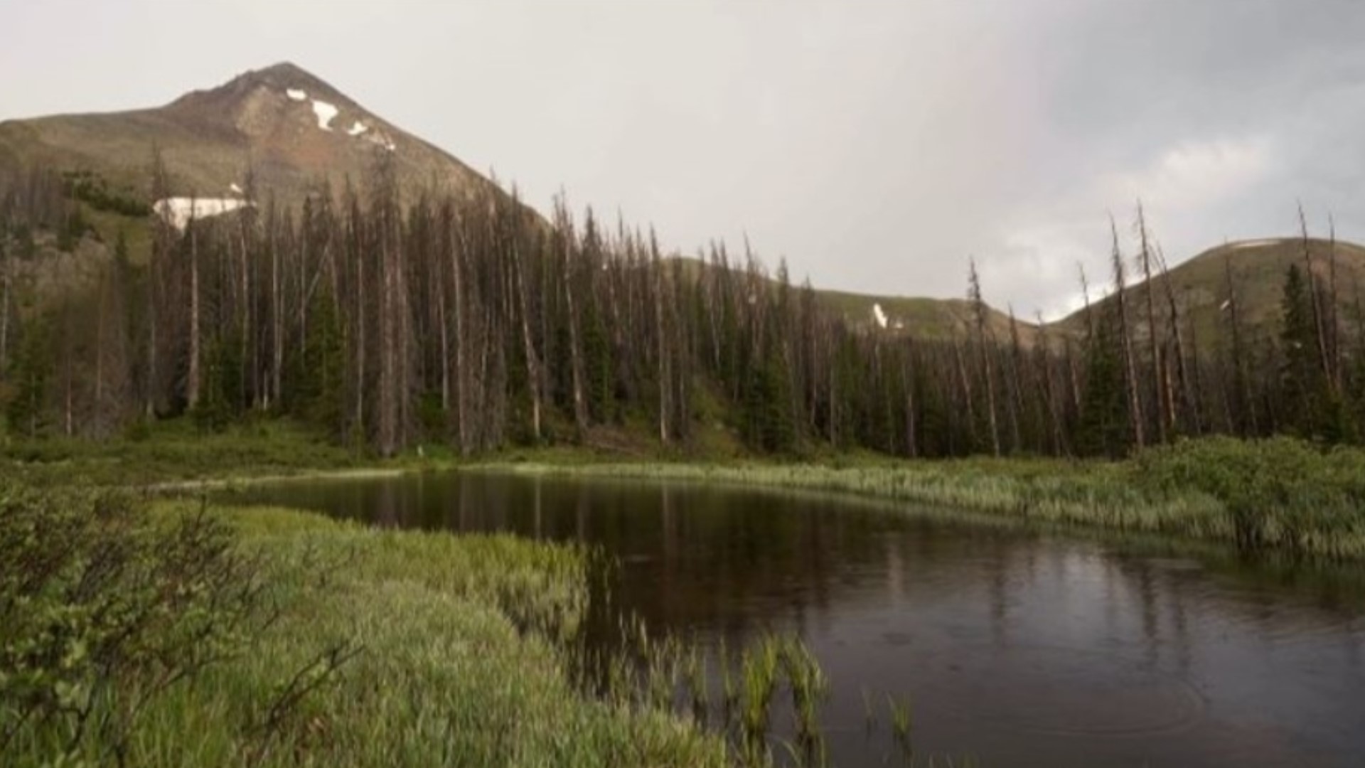 'The species is in trouble': Colorado's race to save boreal toads ...