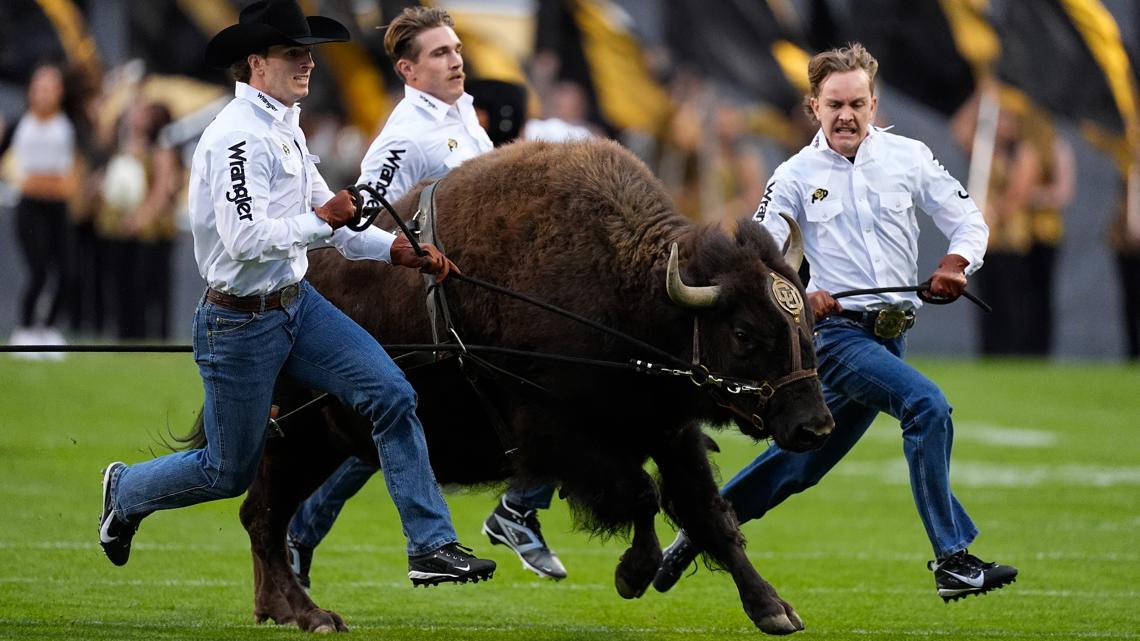 Colorado's live buffalo mascot Ralphie VI retires | 9news.com