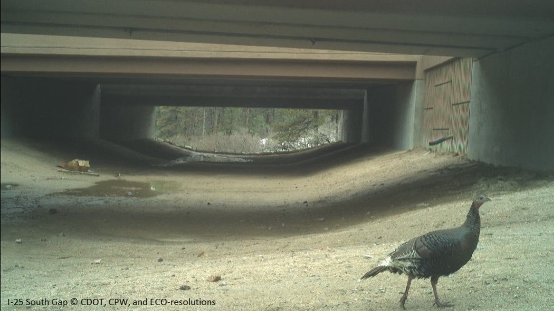 New wildlife crossing opens on I-70 in Colorado mountains | 9news.com