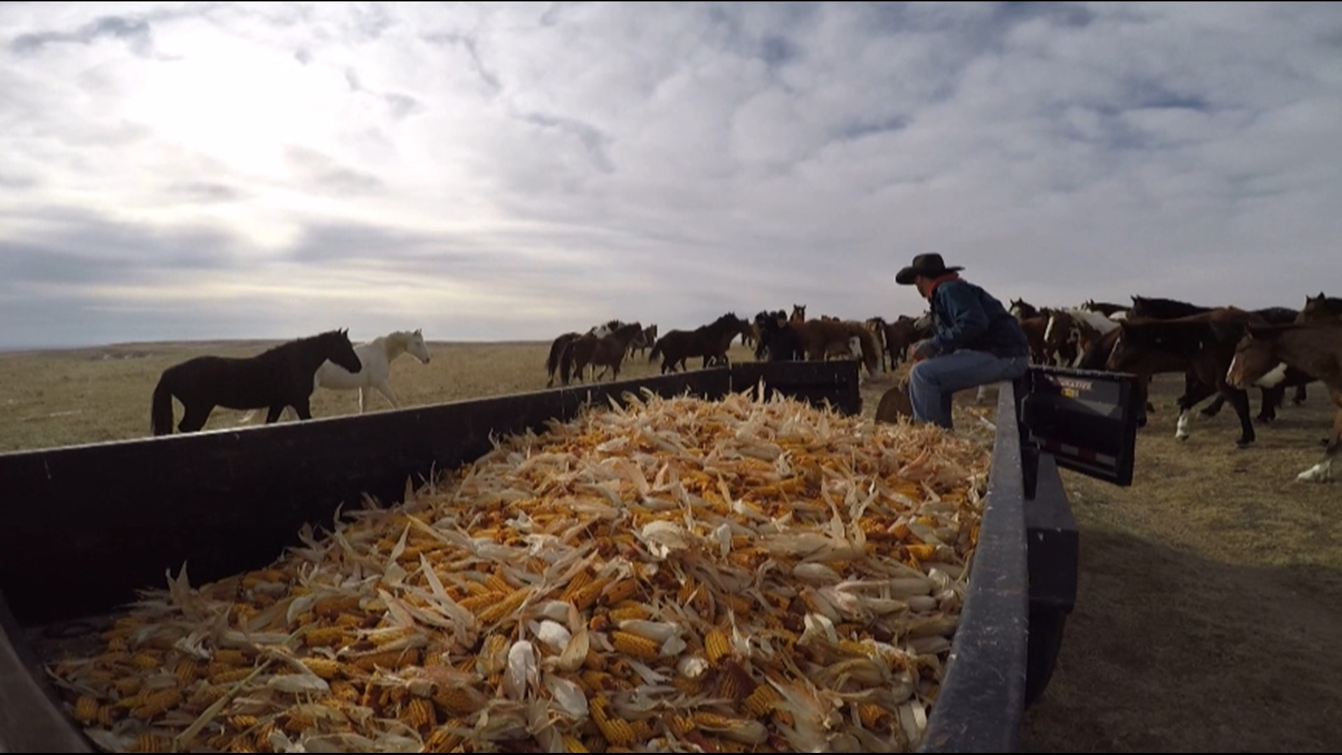 The Colorado ranch that raises bucking horses for the Stock Show ...