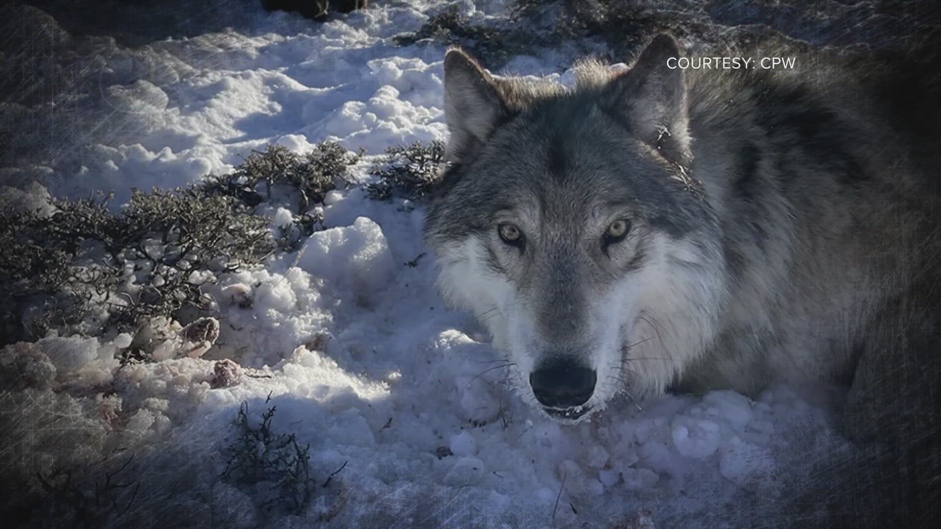 Colorado identifies causes of death for 2 female gray wolves | 9news.com