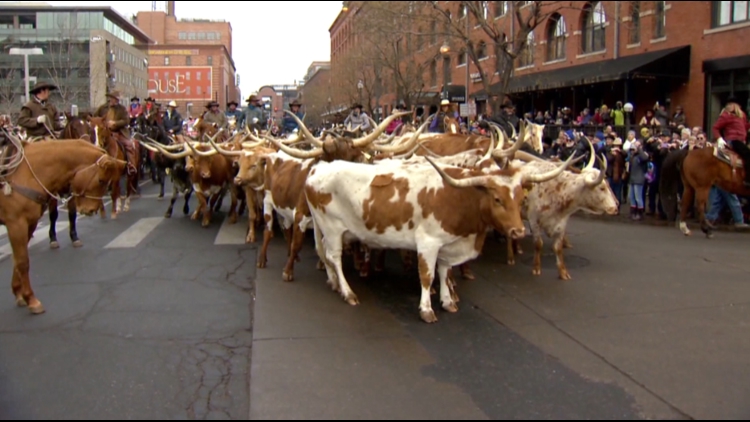 Meet the Texas longhorns that lead the National Western Stock Show ...