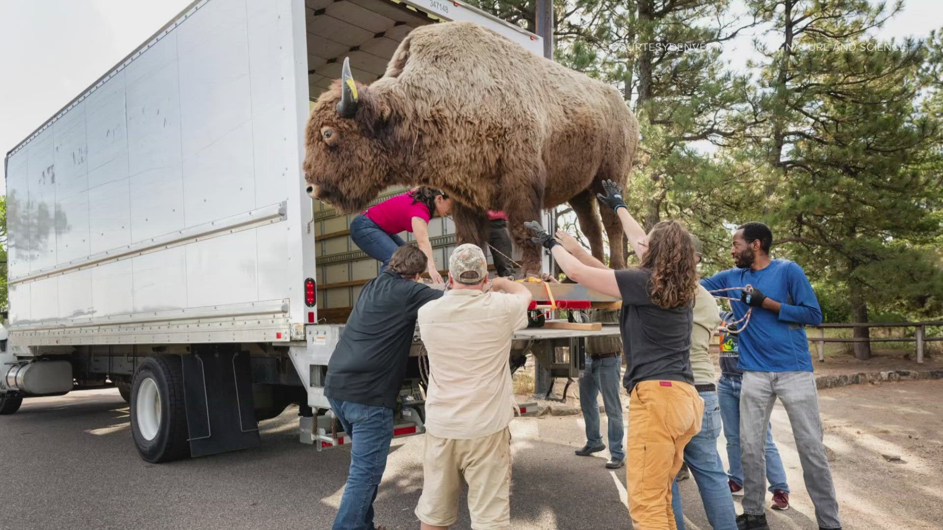 After 50 years, missing bison is returned to his original home | 9news.com