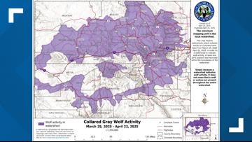 Wolf activity shown in Denver metro area watersheds | 9news.com