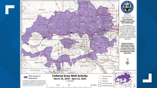 Wolf activity shown in Denver metro area watersheds | 9news.com