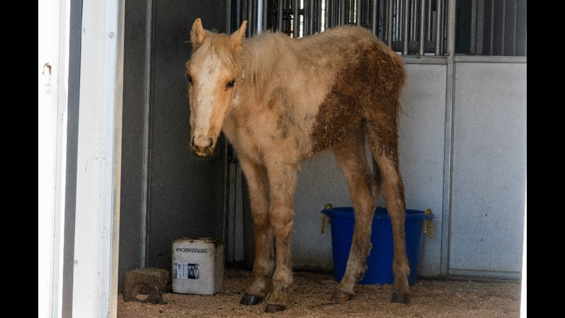 Neglected 8-month-old colt recovering at animal shelter | 9news.com