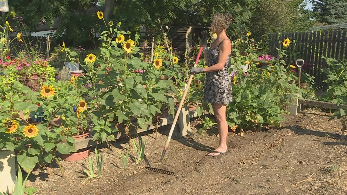 Proctor's Garden: How to divide and transplant iris | 9news.com