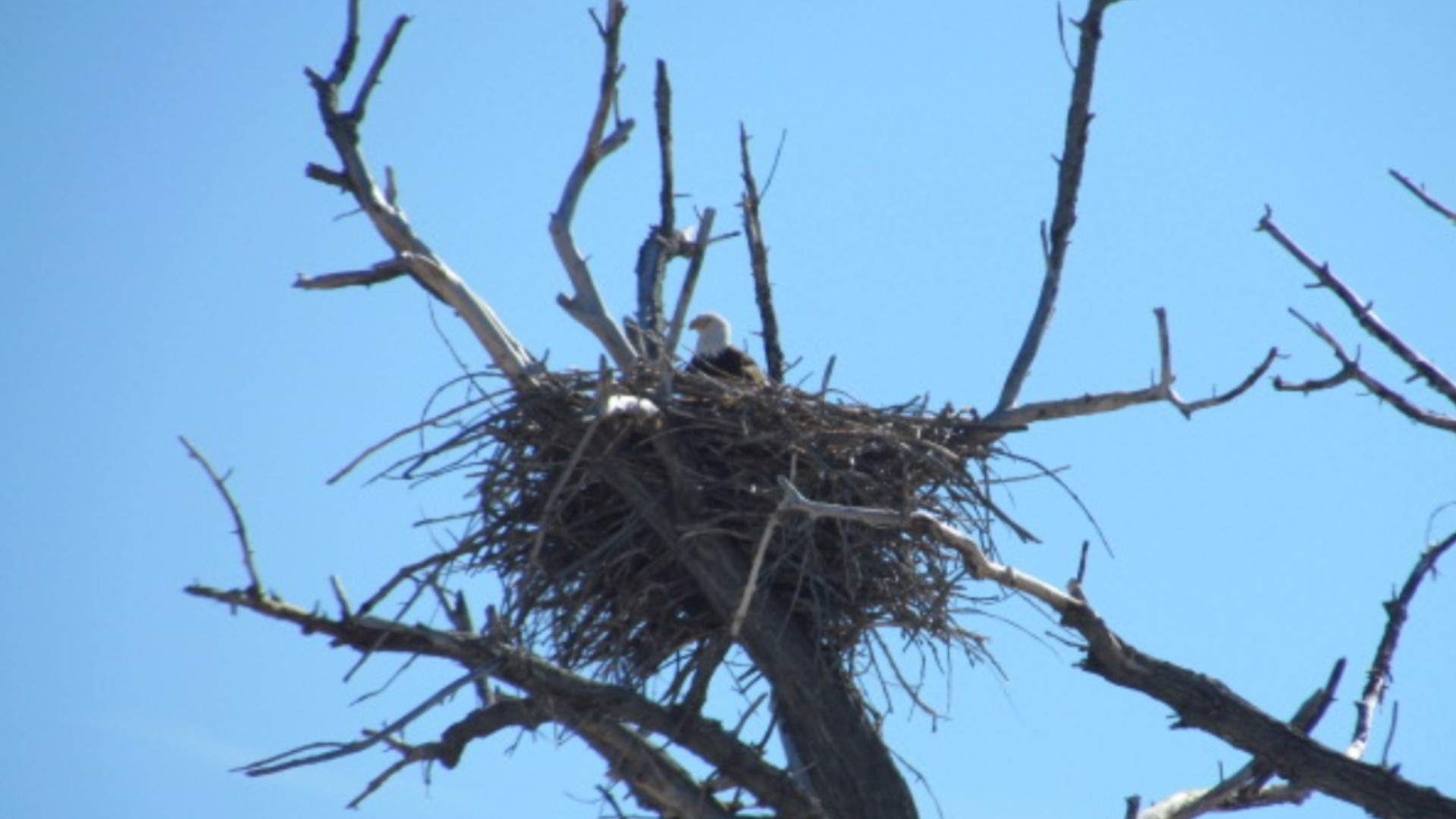 Colorado bald eagles lay eggs | 9news.com