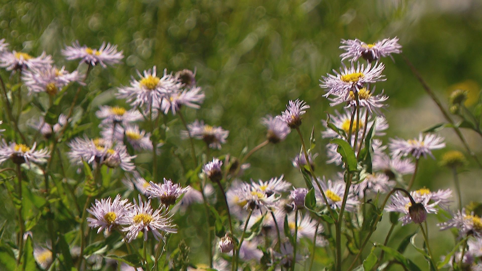 9 amazing wildflower hikes that you can do close to Denver | 9news.com