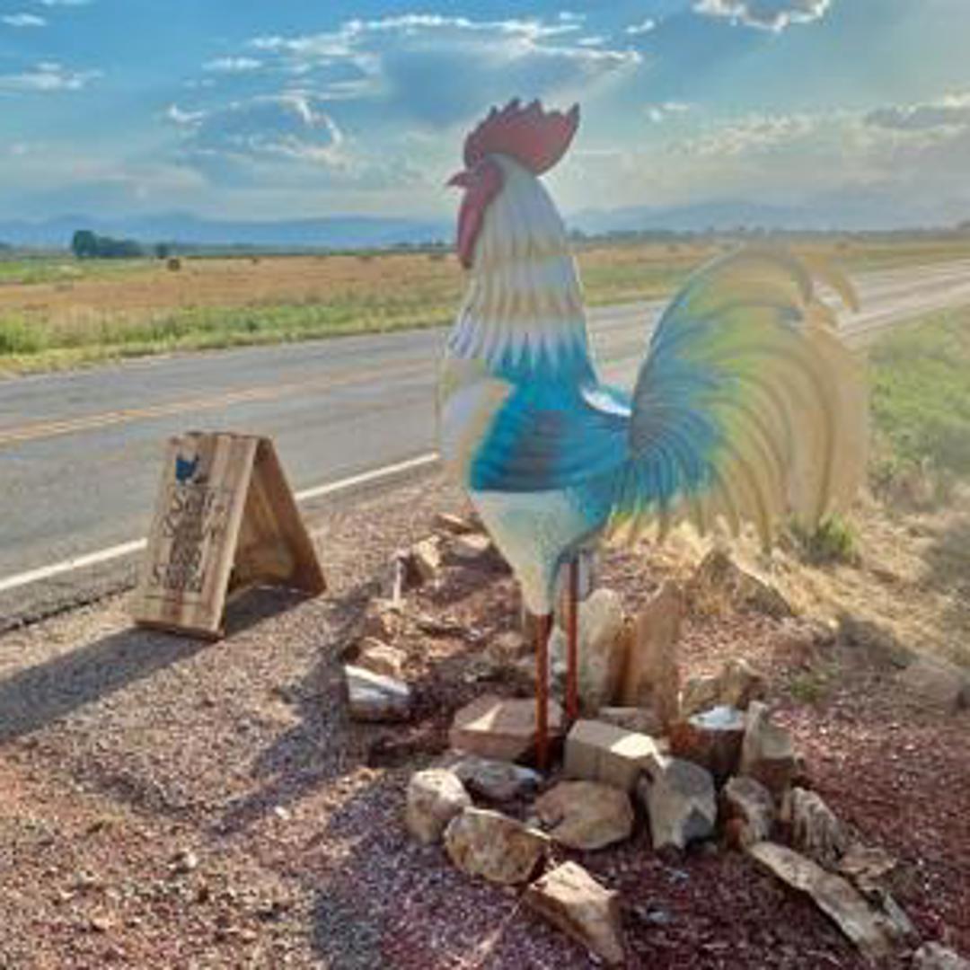 6-foot-tall metal rooster missing out of Boulder County | 9news.com