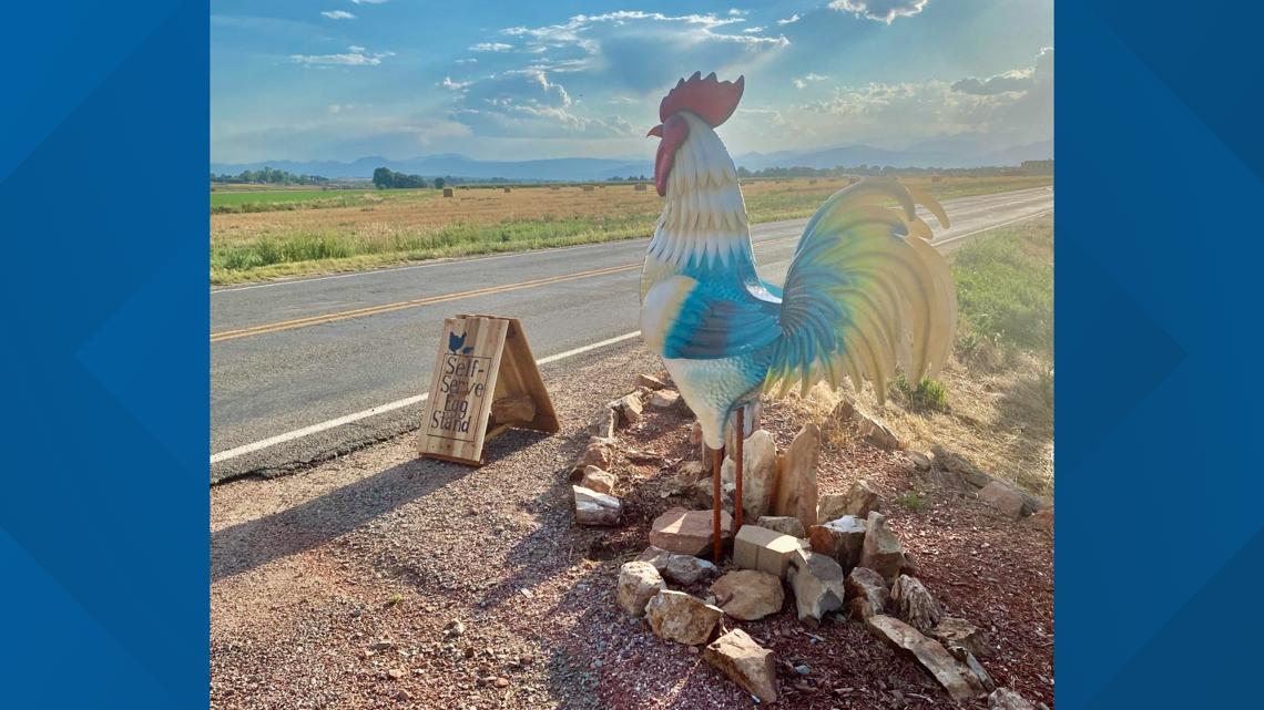 6-foot-tall metal rooster missing out of Boulder County | 9news.com