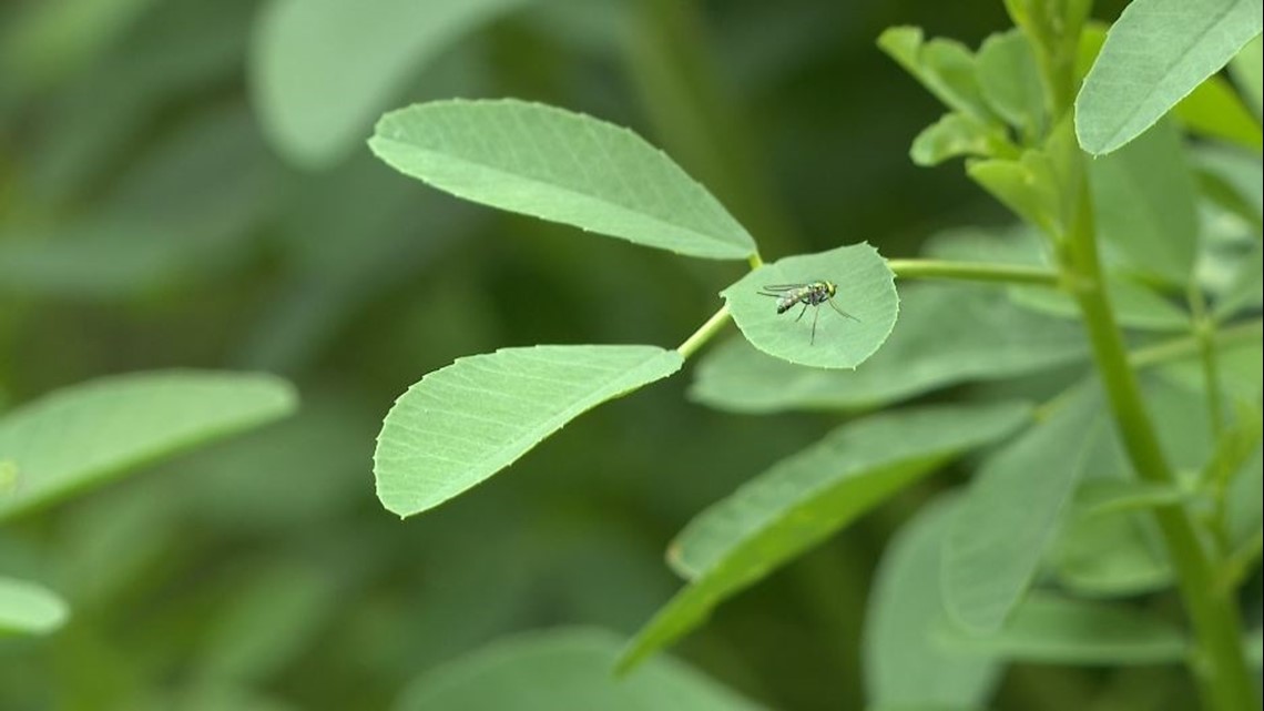THE LIVE LAWRENCE WELK SHOW featuring Ralna English, Henry Cuesta, Dick ...