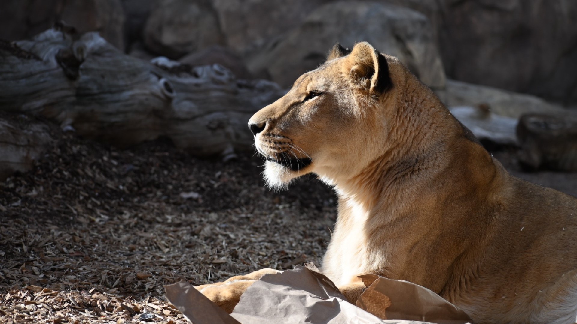 Beloved 11-year-old lion at the Denver Zoo dies | 9news.com