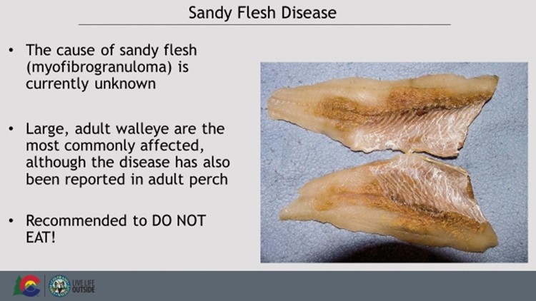 Rare ‘Sandy Flesh’ disease found in a walleye at Lake Pueblo | 9news.com