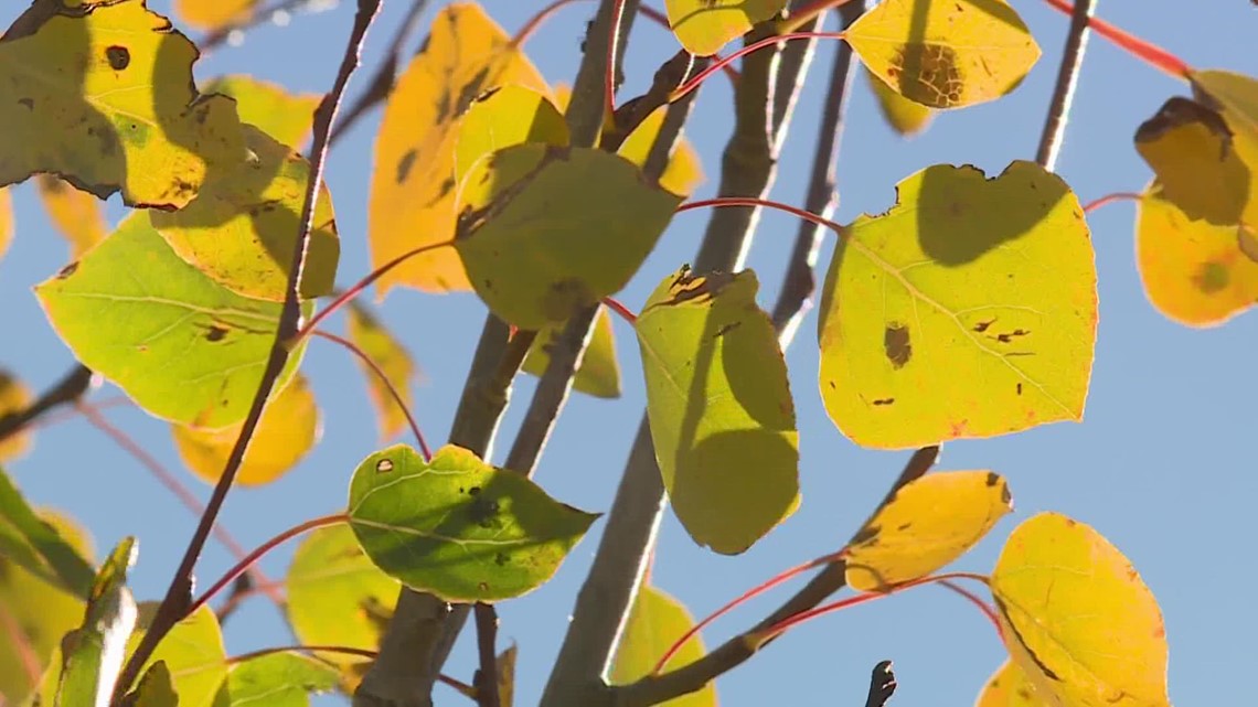 Leaf peeping season is officially here! | 9news.com