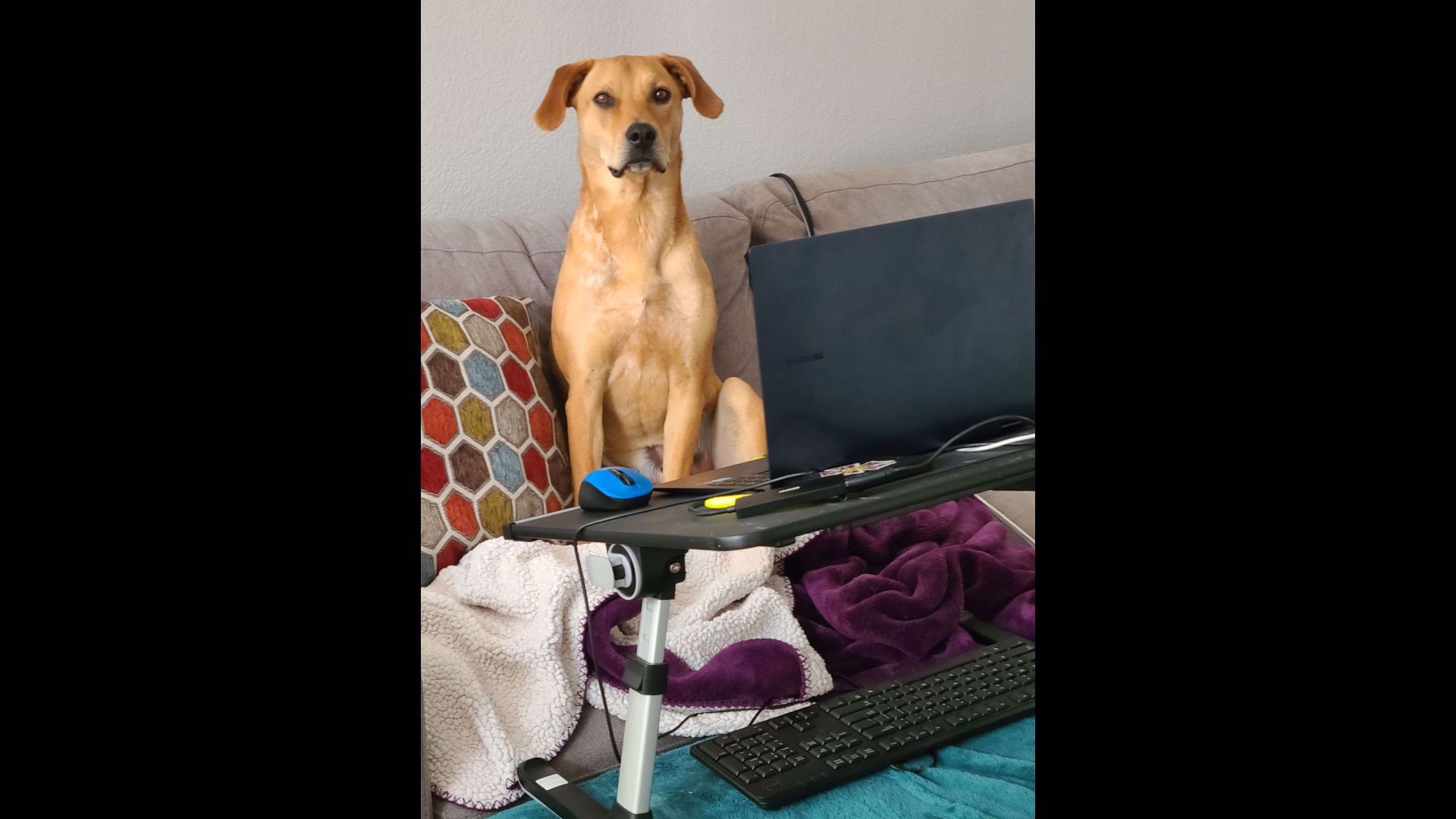National Mutt Day 2023: Colorado shares its dog photos on 9NEWS | 9news.com