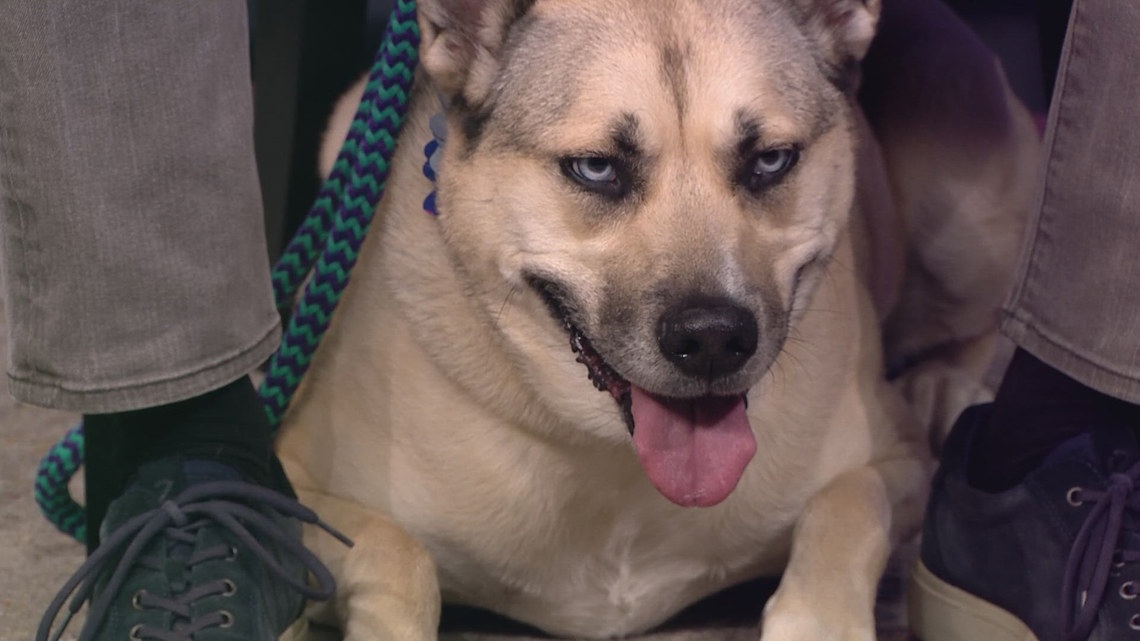 Petline9: 6-year-old Indigo has the most beautiful blue eyes | 9news.com