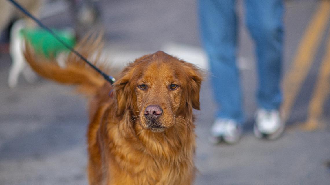 Thousands of golden retrievers are gathering in Golden, Colorado ...