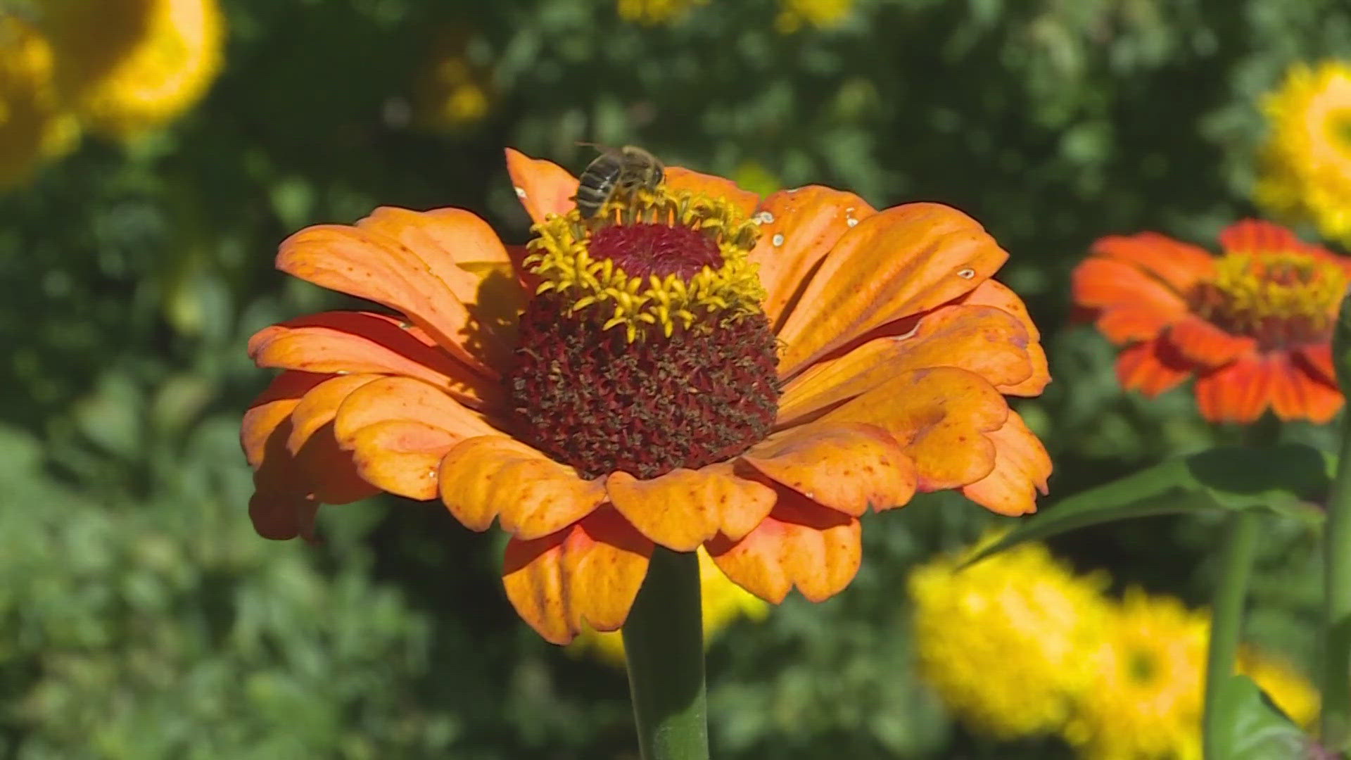 Fall flowers that brighten gardens and feed the bees | 9news.com